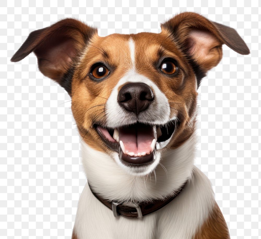 PNG Smiling dog mammal animal | Premium PNG - rawpixel