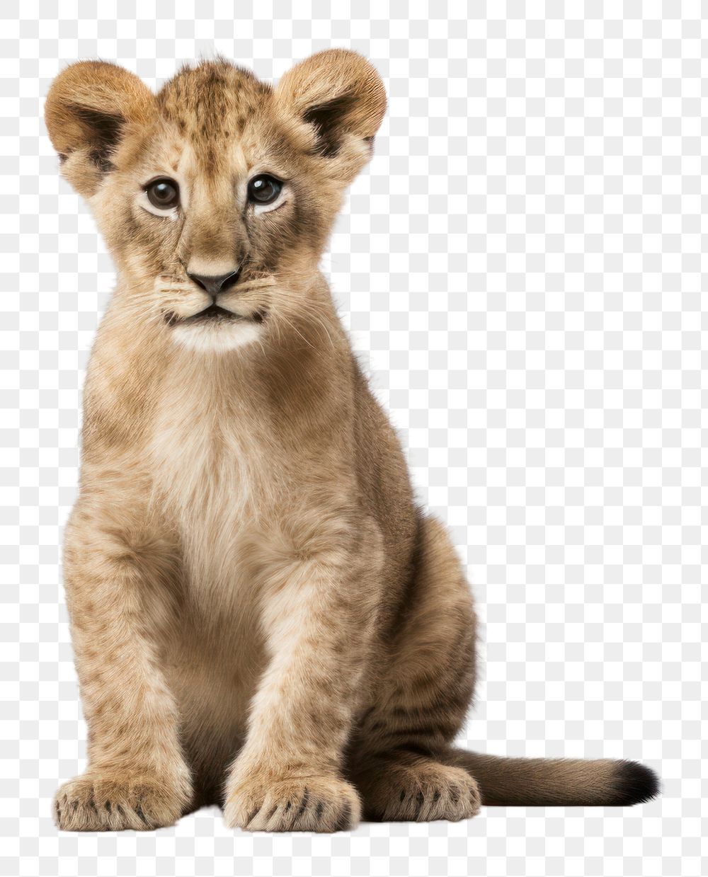 PNG Lion Cub Sitting wildlife | Premium PNG - rawpixel