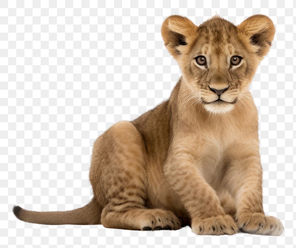 PNG Lion Cub Sitting wildlife | Premium PNG - rawpixel