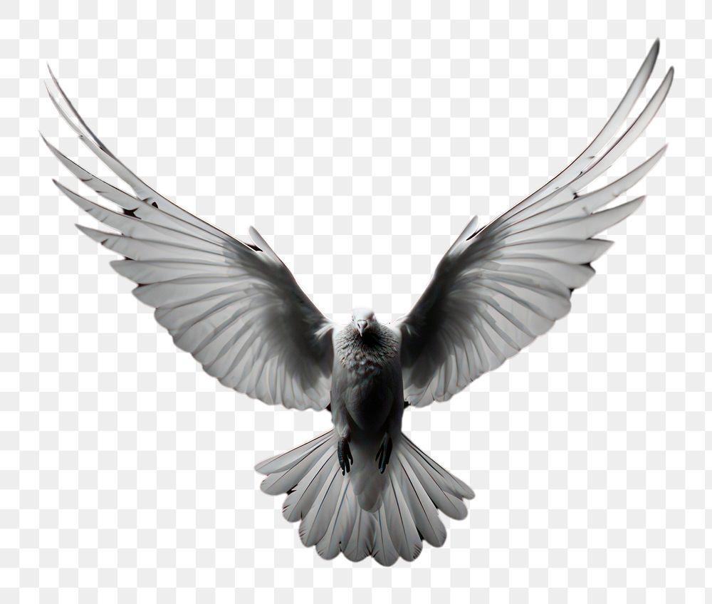 PNG white pegeon flying animal | Free PNG - rawpixel