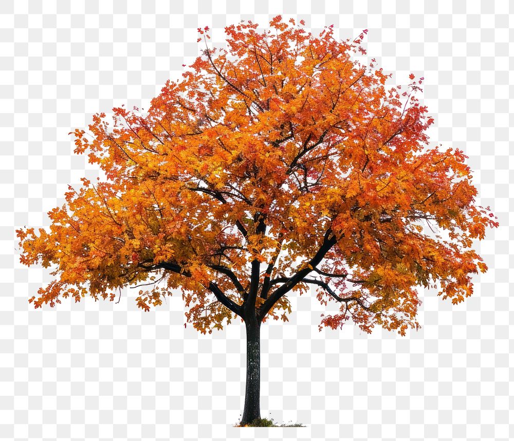 PNG Fall tree autumn plant | Premium PNG - rawpixel