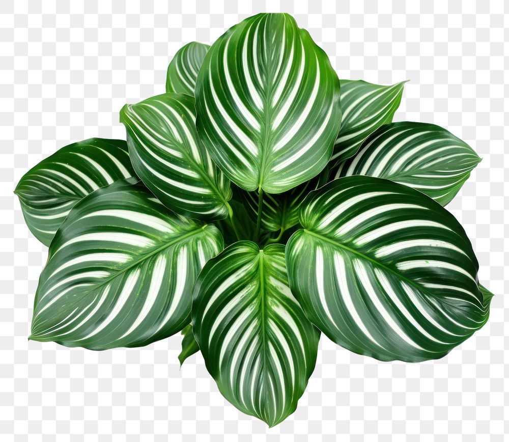PNG Calathea ornata leaves plant | Premium PNG - rawpixel