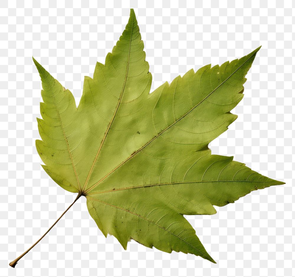 PNG Green tree leaf maple | Free PNG - rawpixel