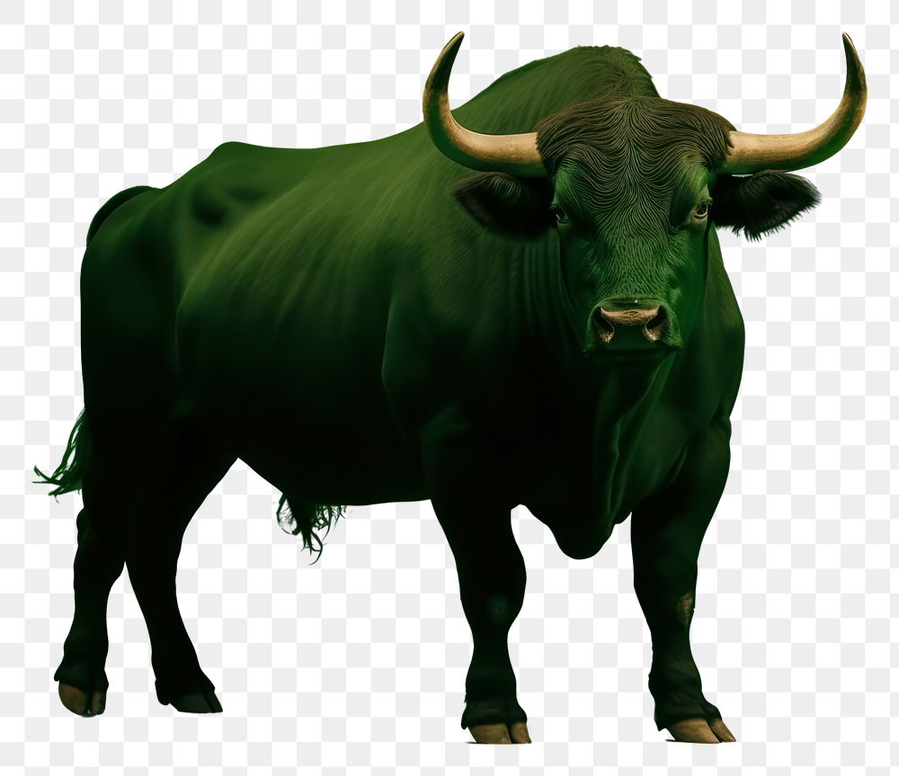 PNG Bull Run Euphoria livestock | Free PNG - rawpixel