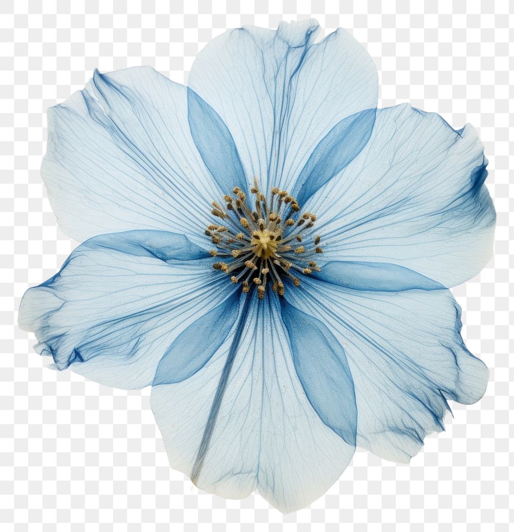 PNG Real Pressed blue flower | Premium PNG - rawpixel