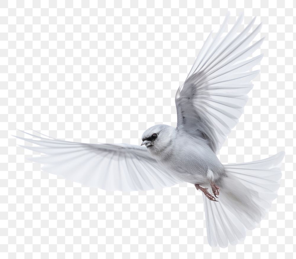 PNG Snow flying animal white | Free PNG - rawpixel