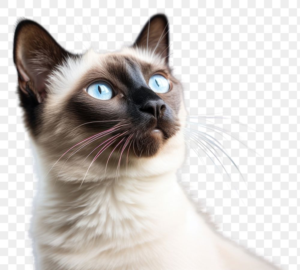 PNG Thai Siamese cat siamese | Free PNG - rawpixel