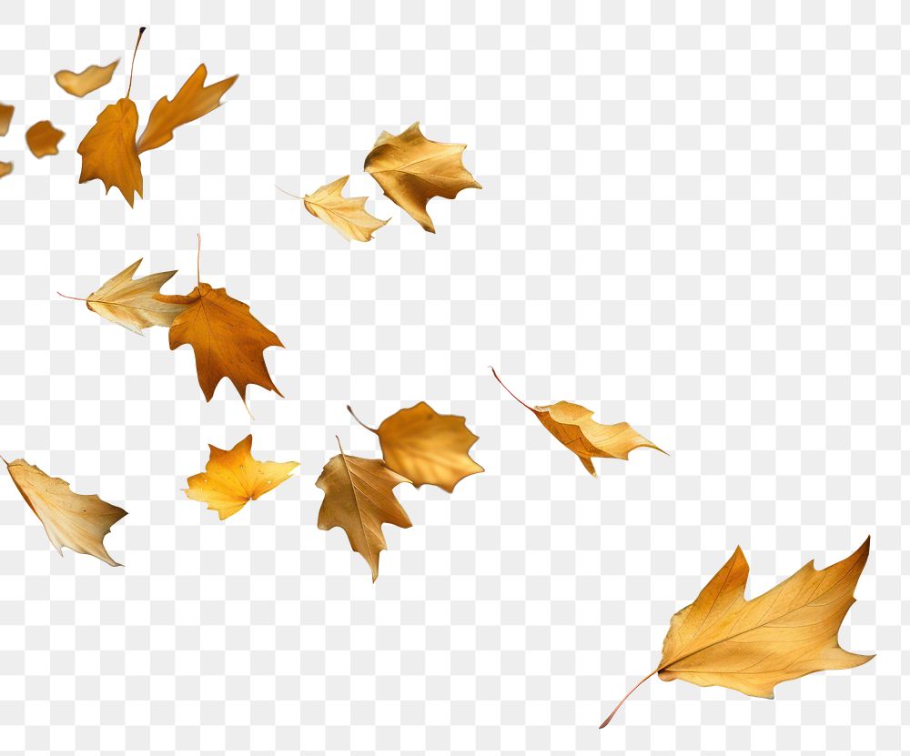 PNG Leaves falling plant maple | Premium PNG - rawpixel