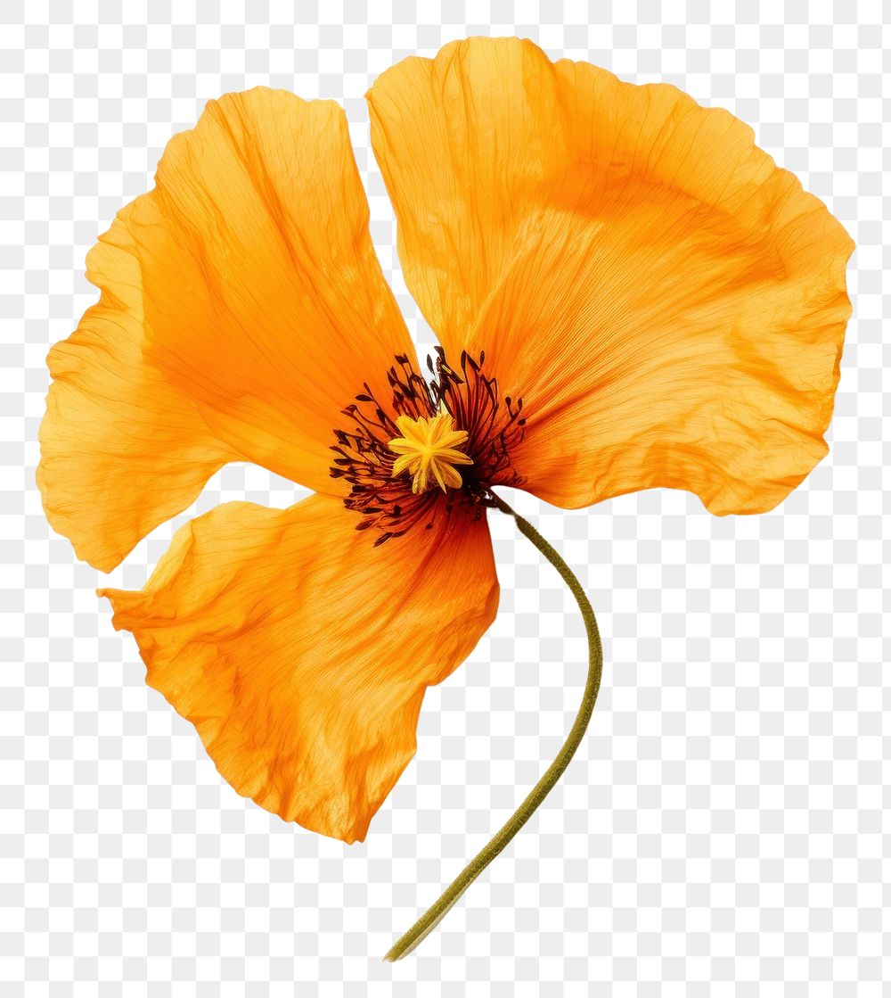 PNG Real Pressed california poppy | Free PNG - rawpixel