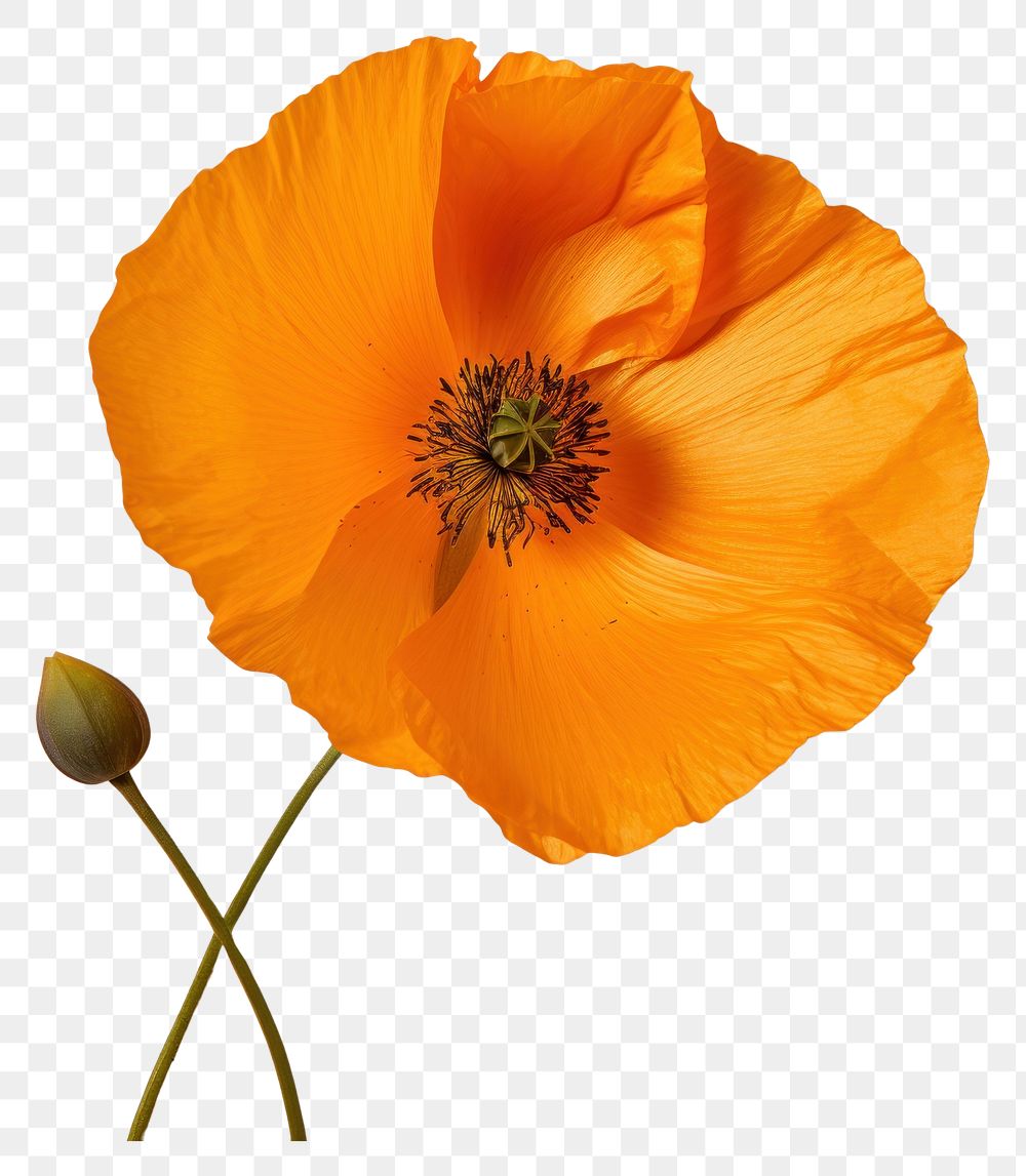 PNG Real Pressed california poppy | Free PNG - rawpixel