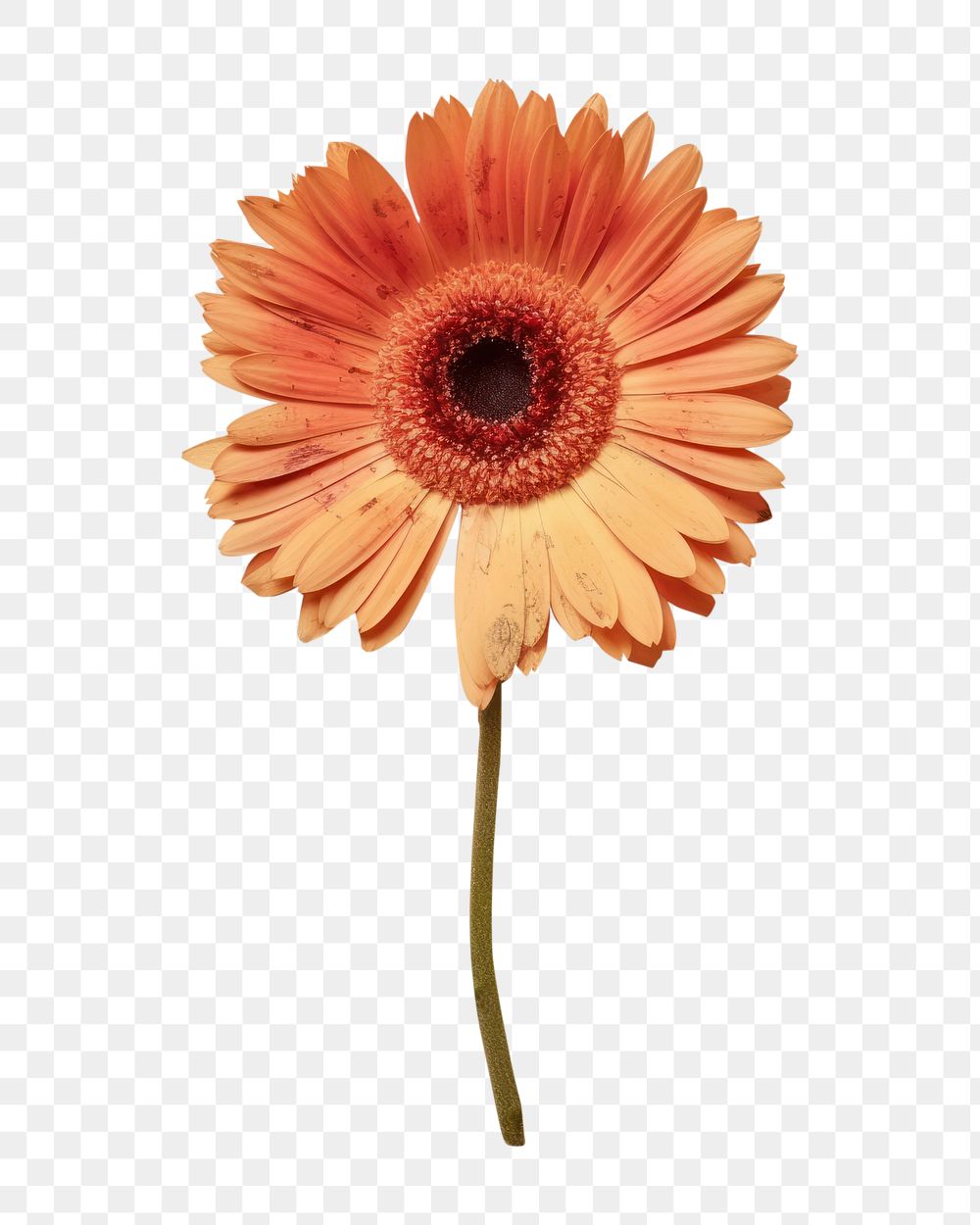 PNG Real Pressed gerbera daisy | Free PNG - rawpixel