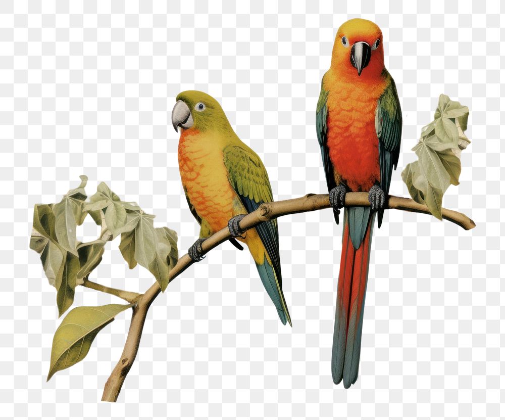 PNG Parrot border animal plant | Premium PNG - rawpixel