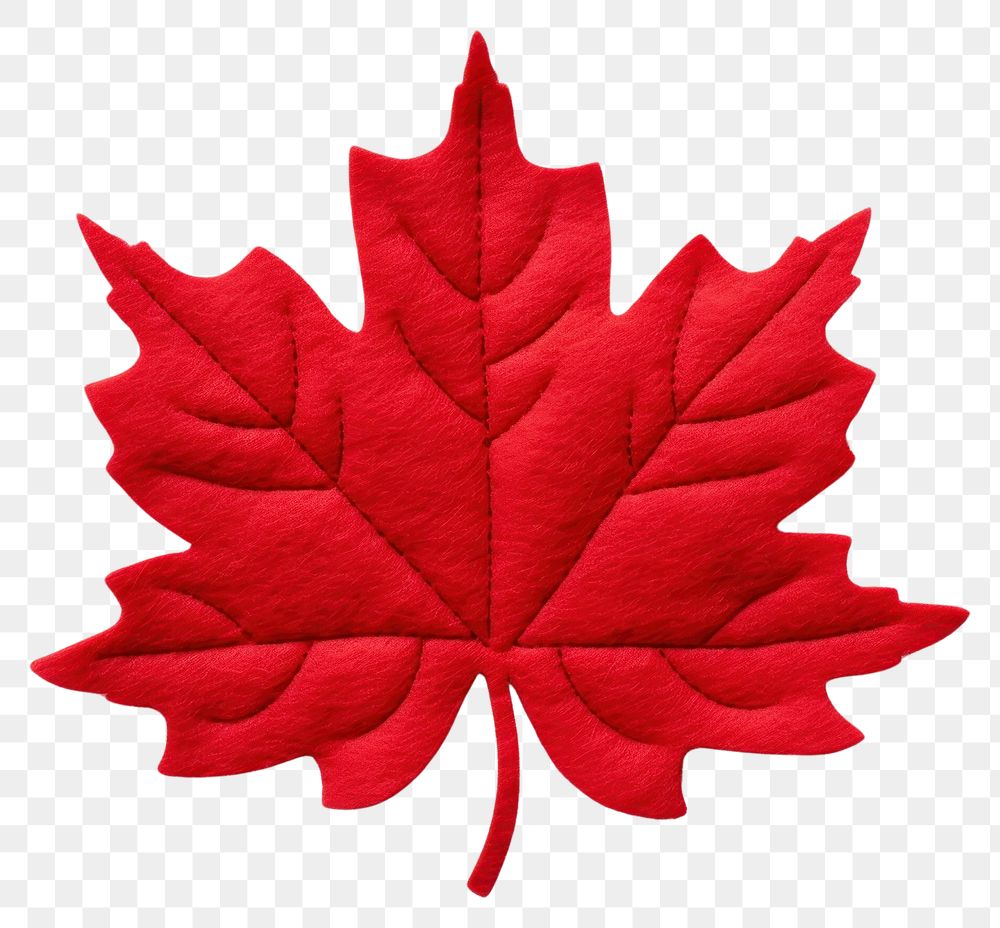 PNG Maple leaf plant tree. | Free PNG - rawpixel