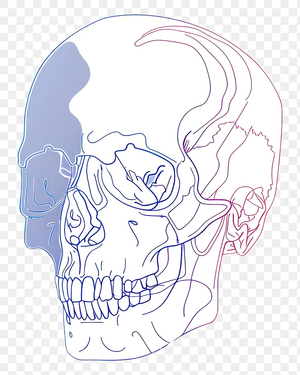 PNG Skull drawing sketch line. | Free PNG - rawpixel