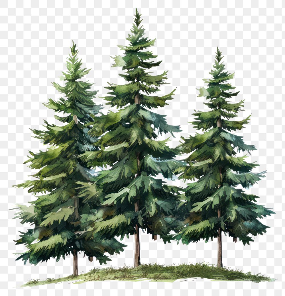 PNG Pine trees pine plant | Free PNG - rawpixel