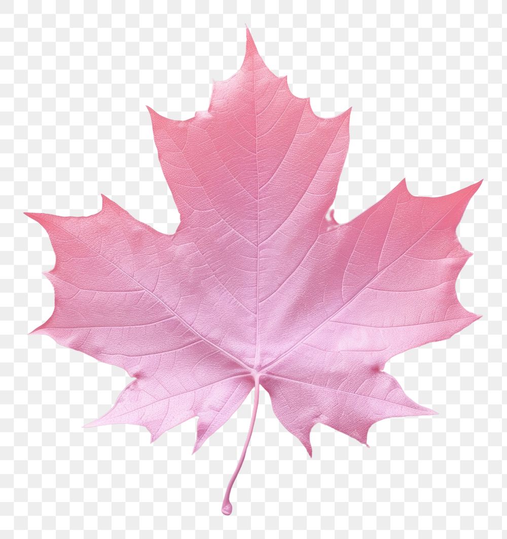 PNG Maple Leaf Plant Tree Premium PNG Rawpixel png-maple-leaf-plant-tree-premium-png-rawpixel