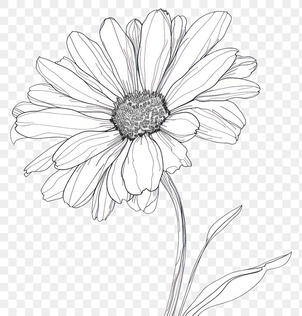 PNG Continuous line drawing daisy | Premium PNG - rawpixel