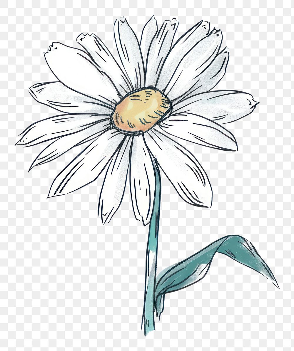 PNG Hand-drawn sketch daisy flower | Free PNG - rawpixel