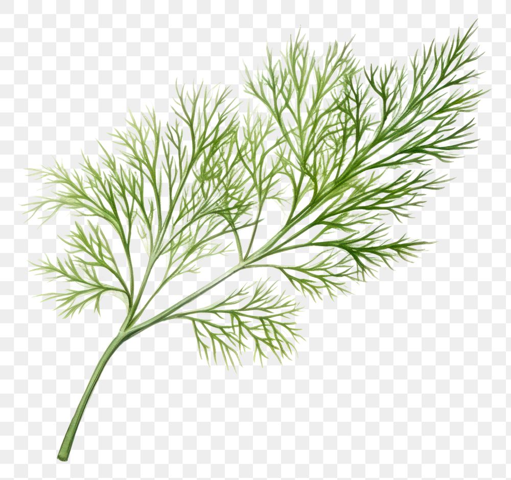 PNG Dill plant food dill. | Free PNG - rawpixel