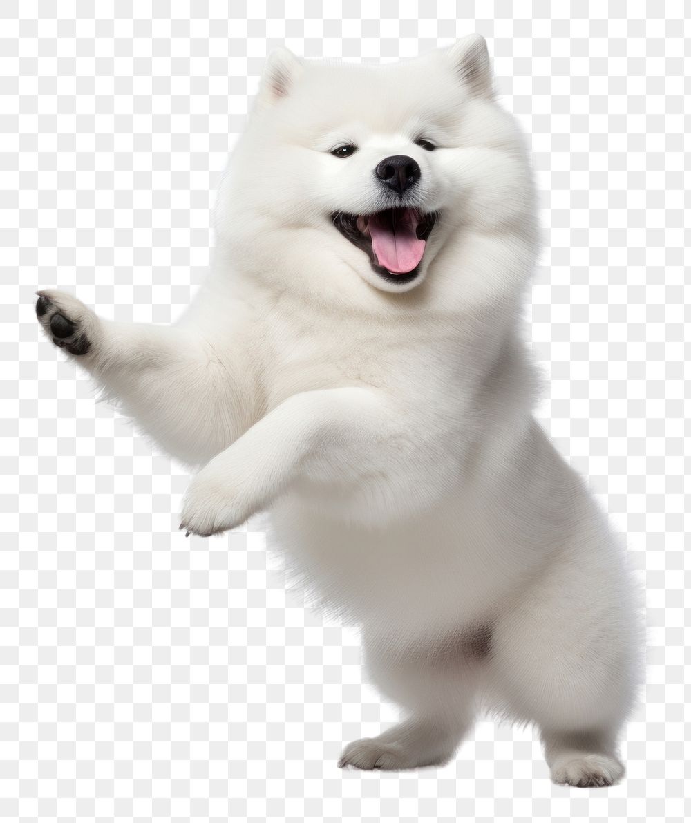 PNG Happy smiling dancing Samoyed | Premium PNG - rawpixel