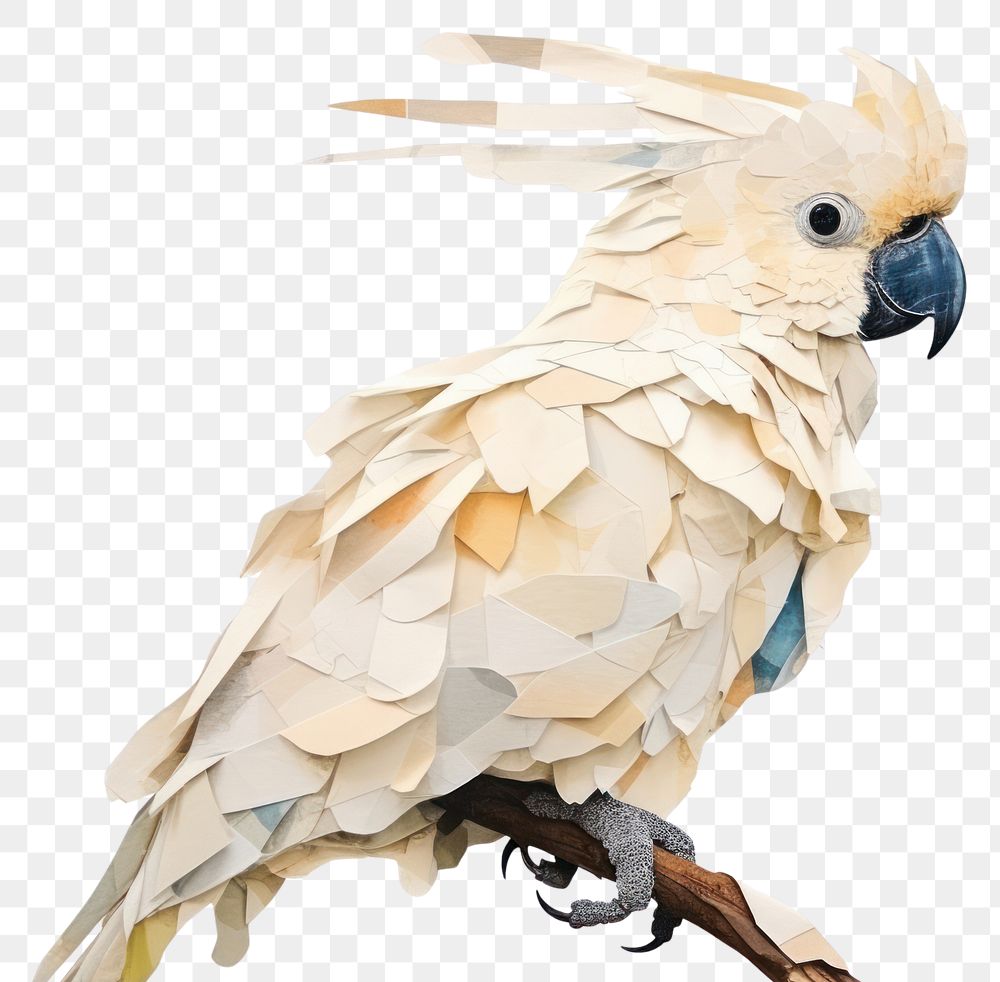 PNG Cockatoo animal parrot bird. | Free PNG - rawpixel