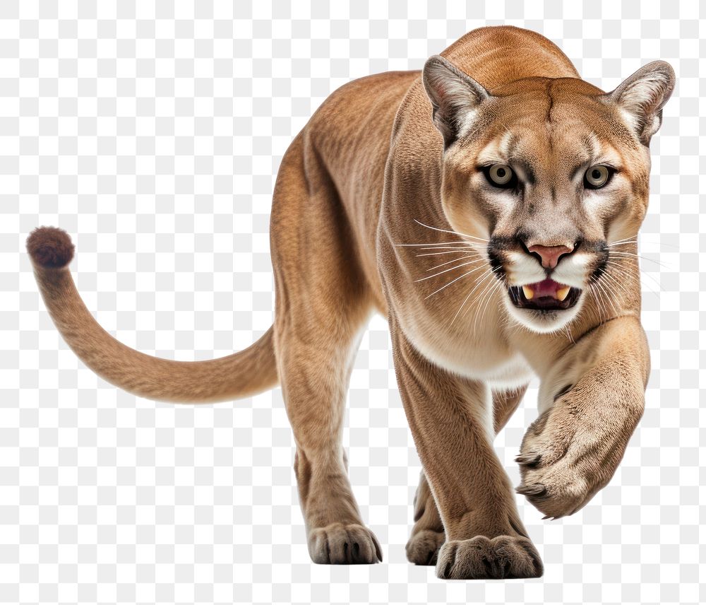 PNG Puma wildlife animal mammal. | Premium PNG - rawpixel