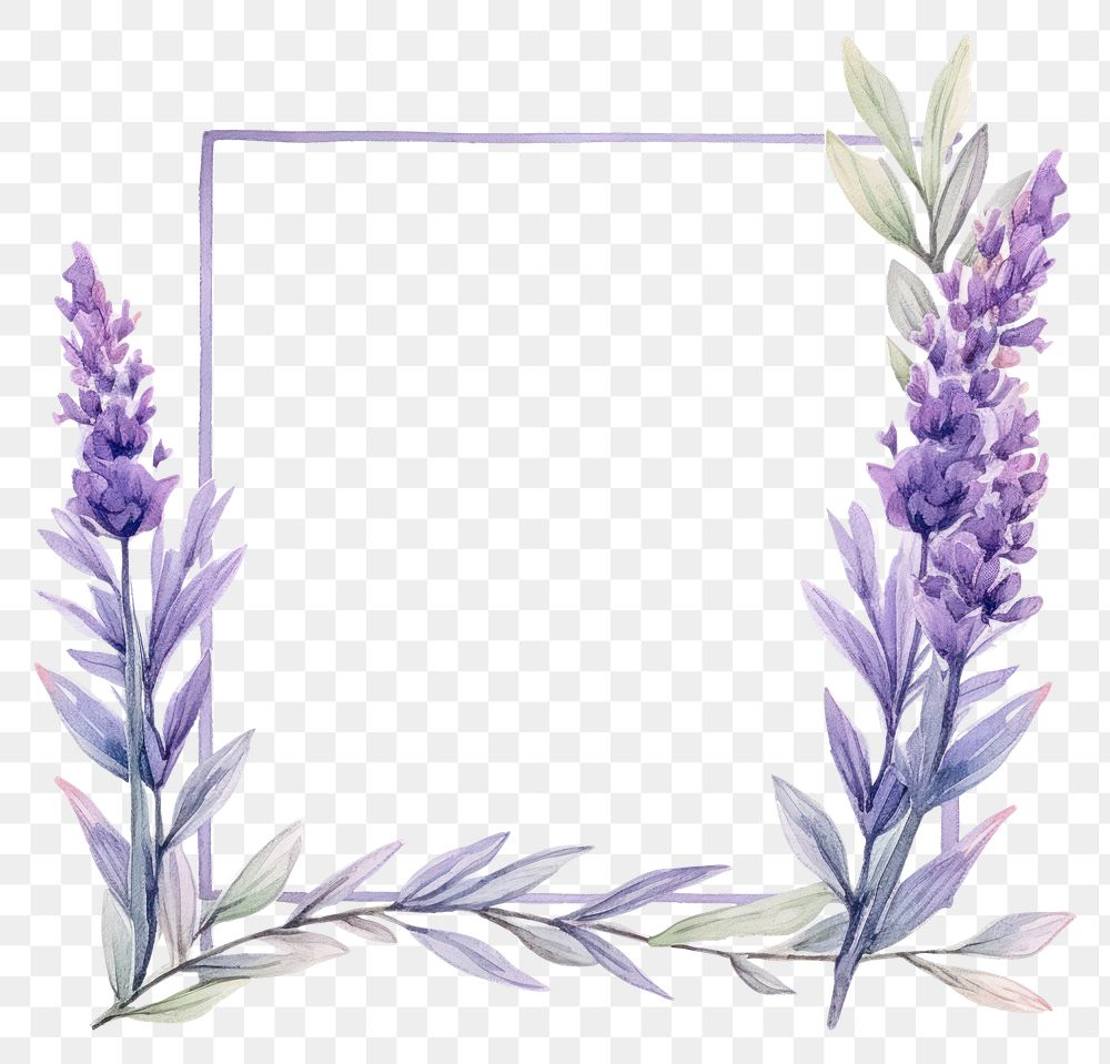 PNG Lavender frame watercolor flower | Free PNG - rawpixel