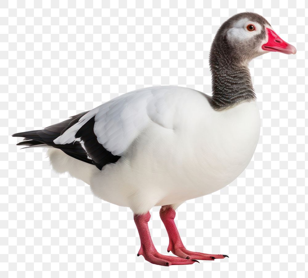 PNG Muscovy duck poultry animal | Premium PNG - rawpixel