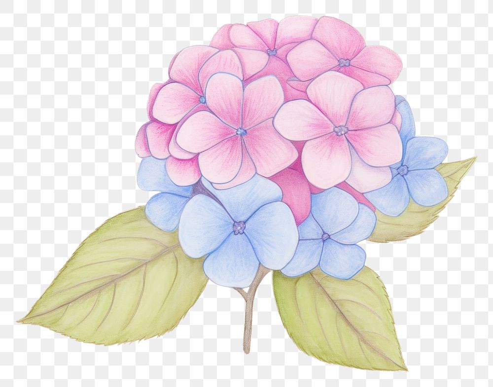 PNG Hydrangea drawing flower sketch | Free PNG - rawpixel