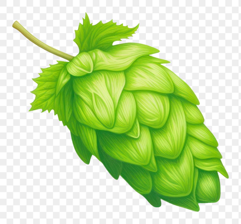 PNG green hop plant fruit | Free PNG - rawpixel