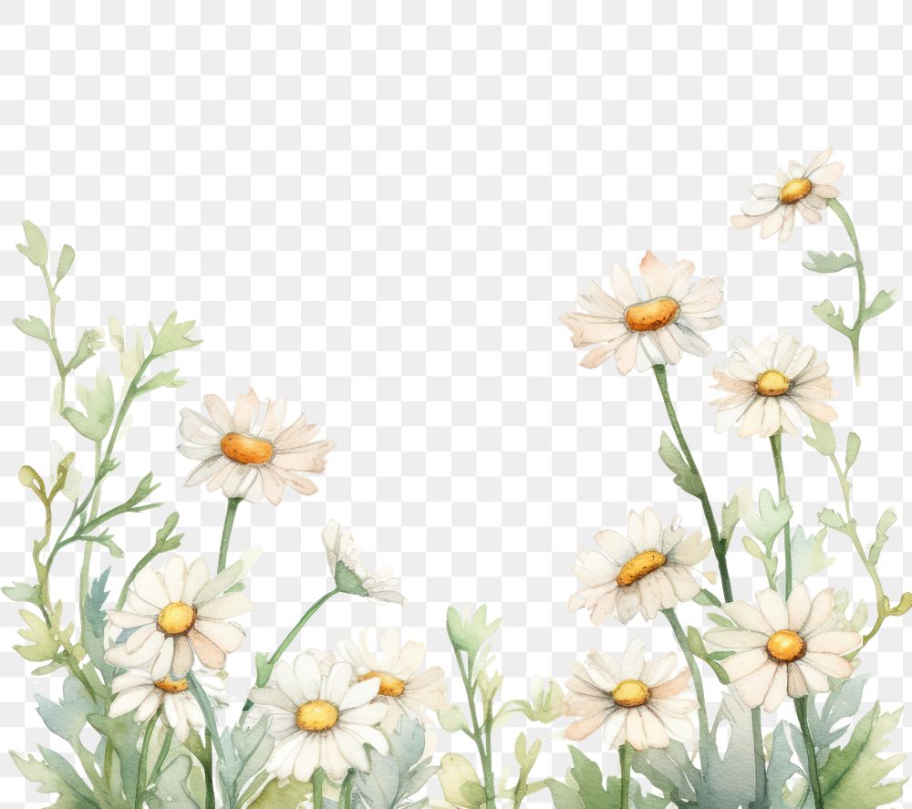 PNG Pattern flower plant daisy. | Premium PNG - rawpixel