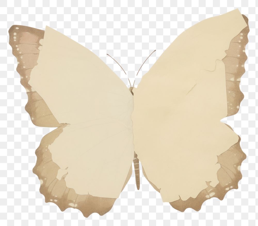 PNG Butterfly shape ripped paper | Free PNG - rawpixel