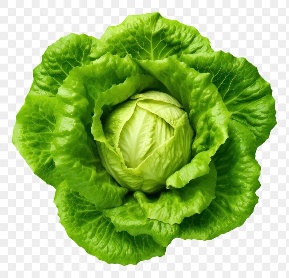 PNG Lettuce vegetable plant food. | Premium PNG - rawpixel