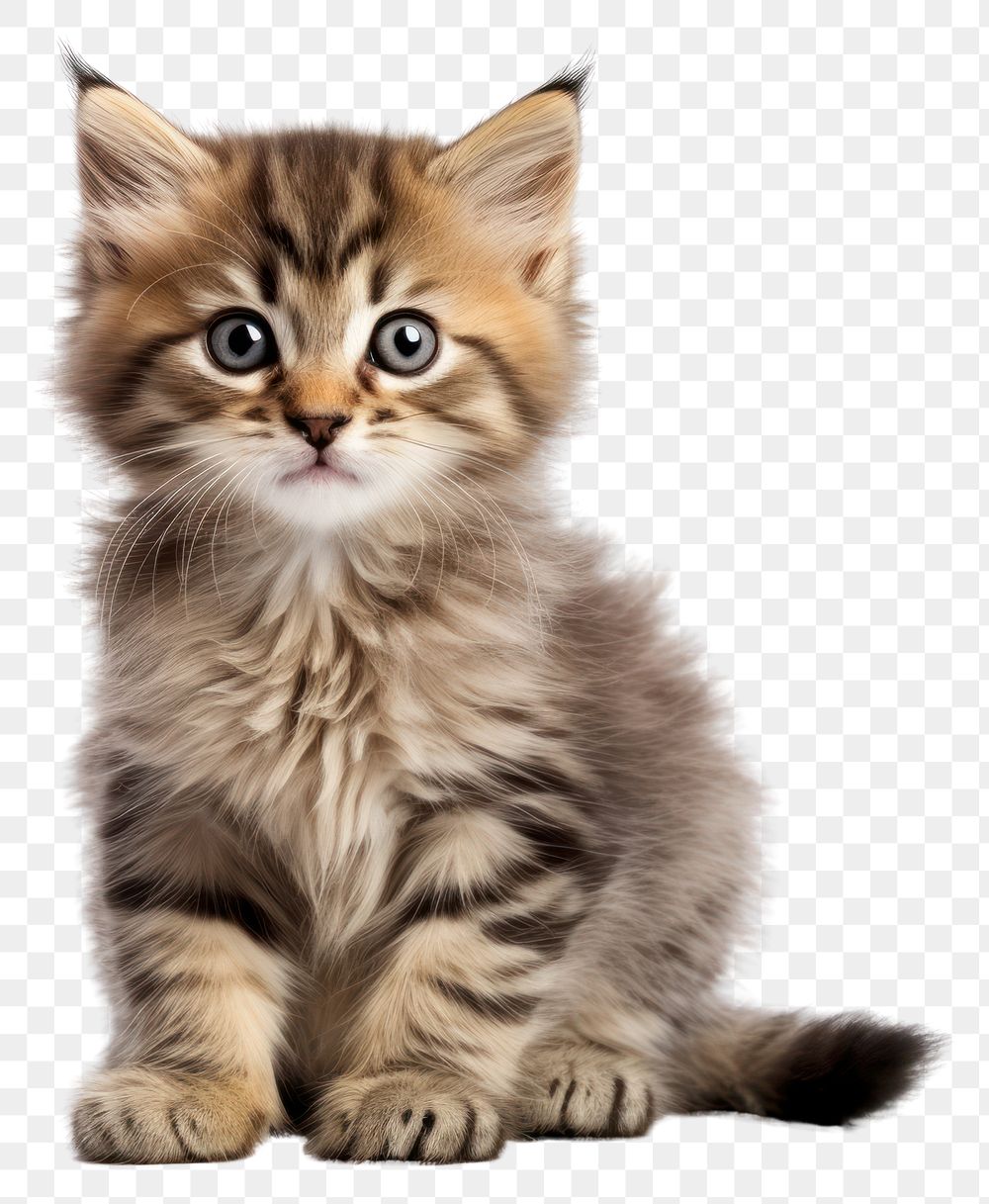 PNG Kitten kitten mammal animal. | Premium PNG - rawpixel