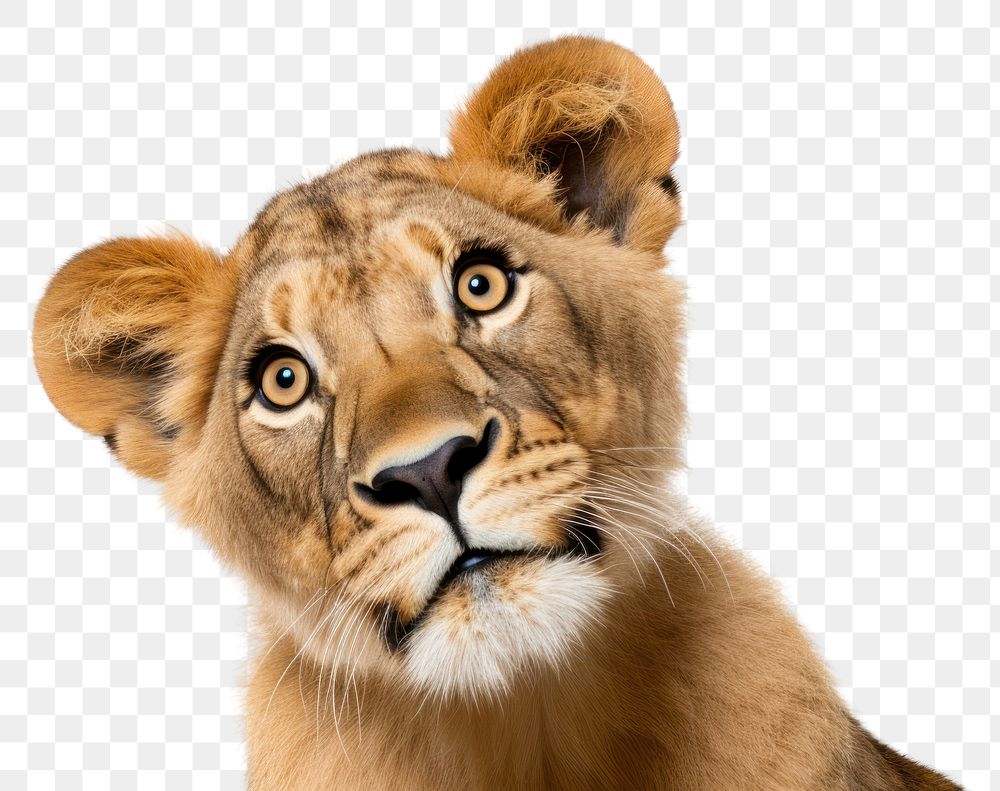 PNG Lion looking confused wildlife | Premium PNG - rawpixel