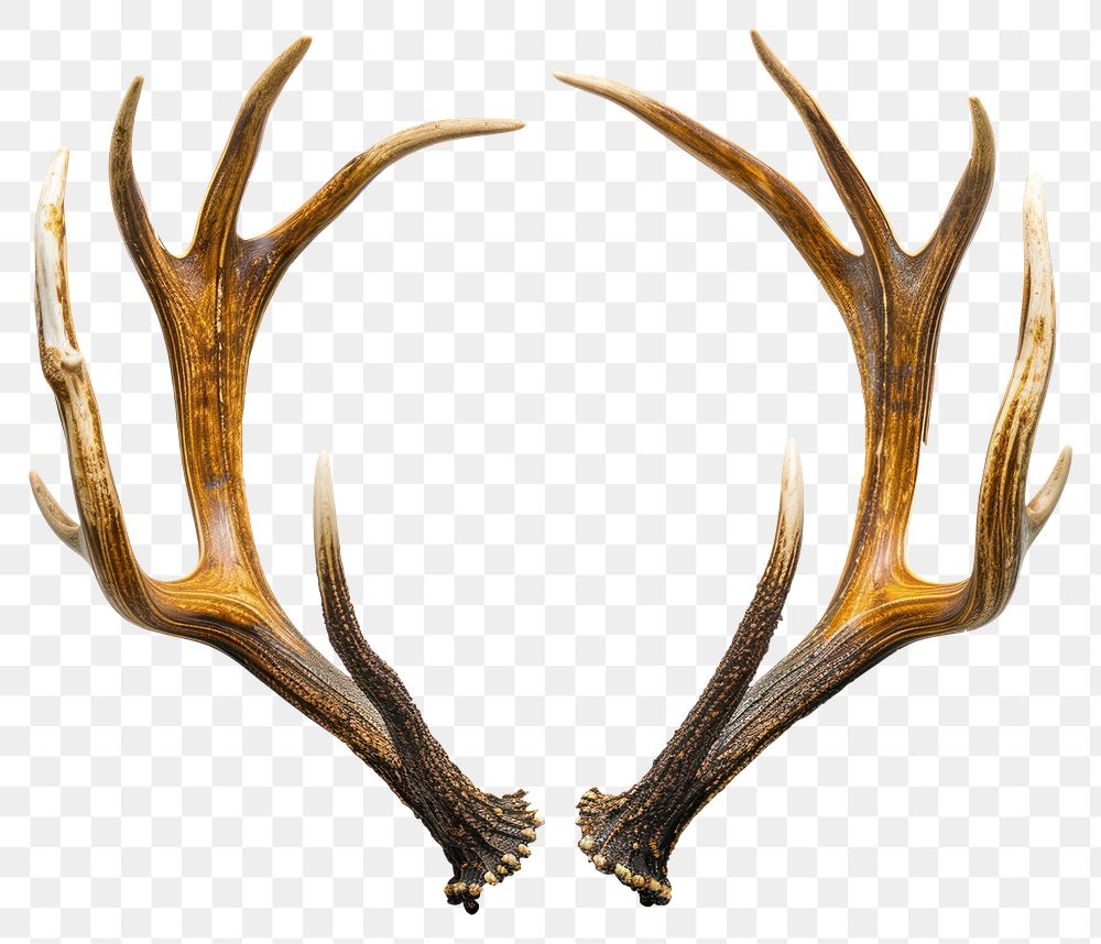 PNG Deer antlers wildlife animal | Free PNG - rawpixel