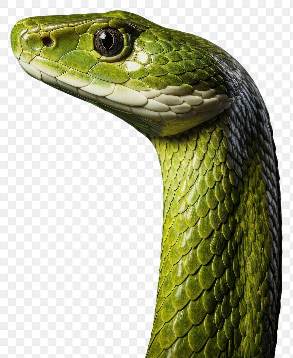 PNG Snake side portrait profile | Premium PNG - rawpixel