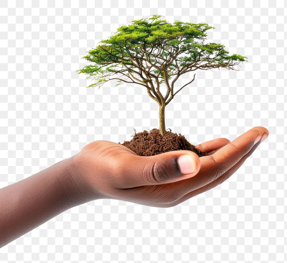 PNG Hand holding tree planting | Premium PNG - rawpixel