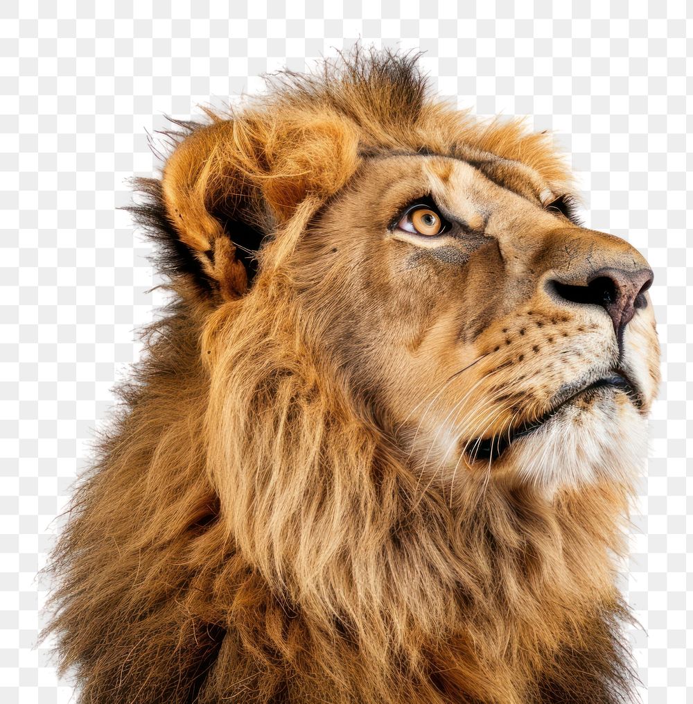 PNG Lion looking confused wildlife | Premium PNG - rawpixel