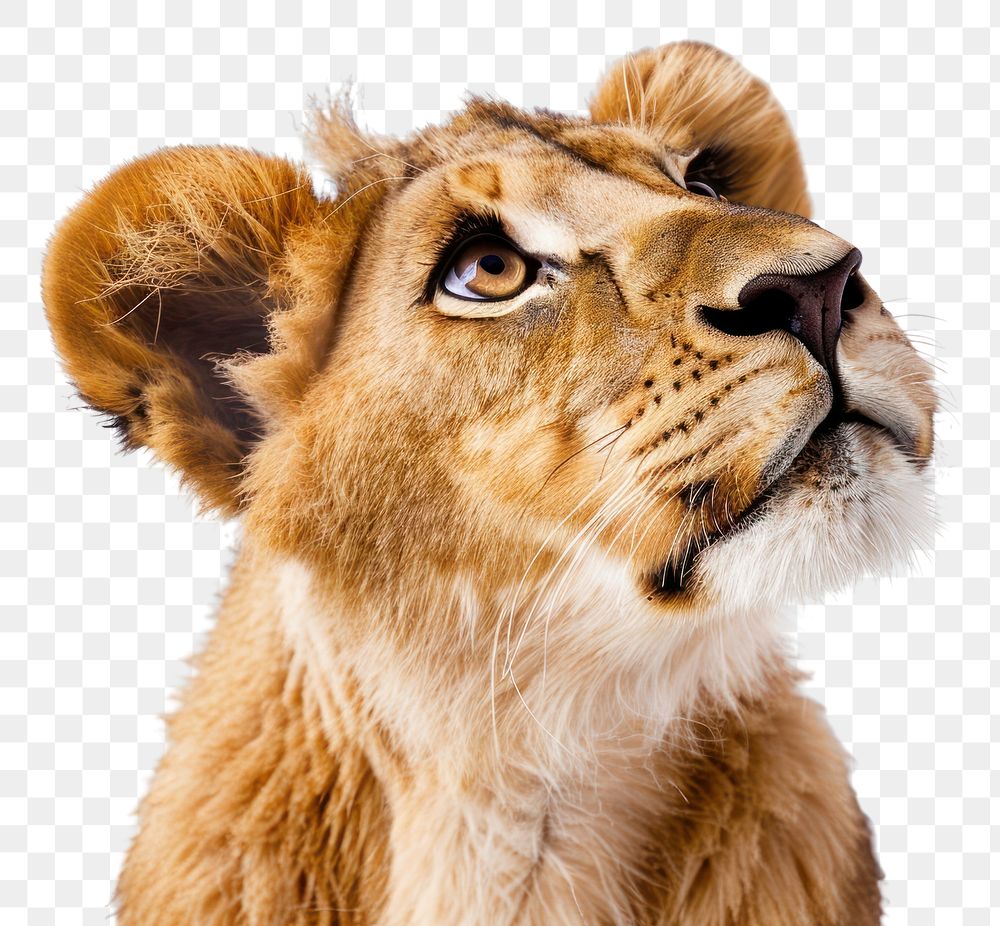 PNG Lion looking confused wildlife | Free PNG - rawpixel