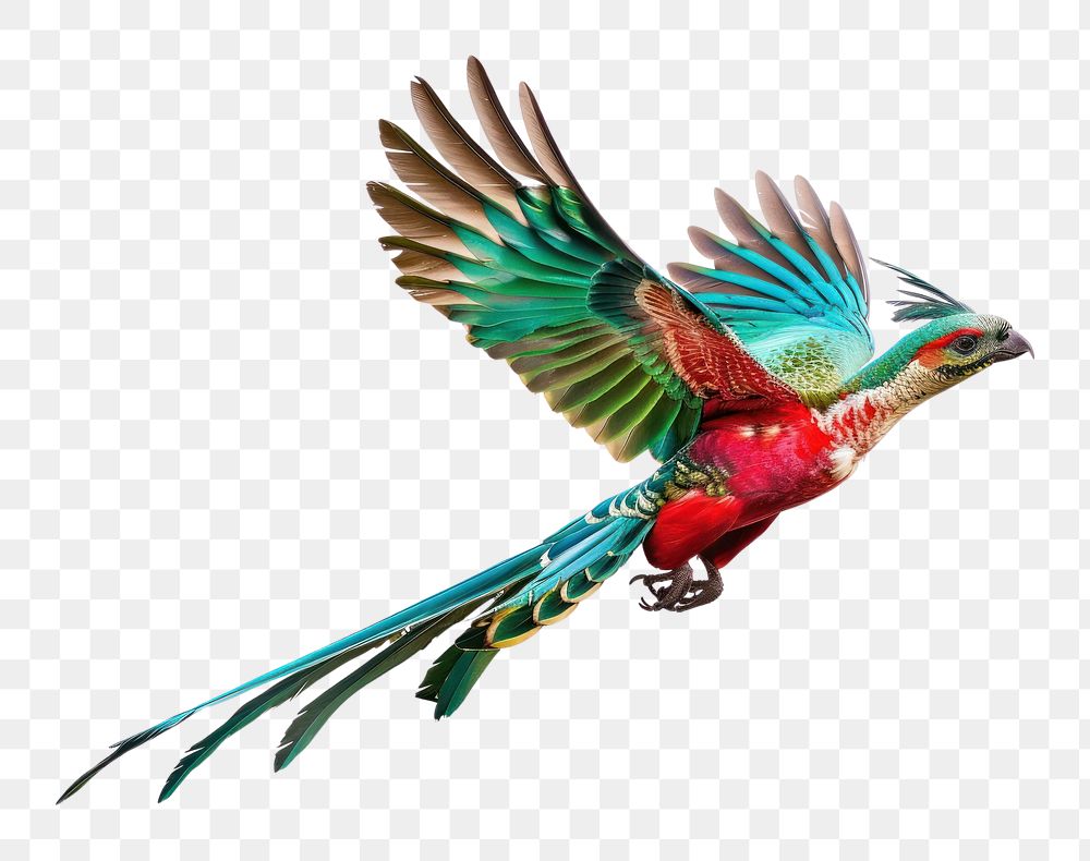 PNG Quetzal bird flying animal | Free PNG - rawpixel
