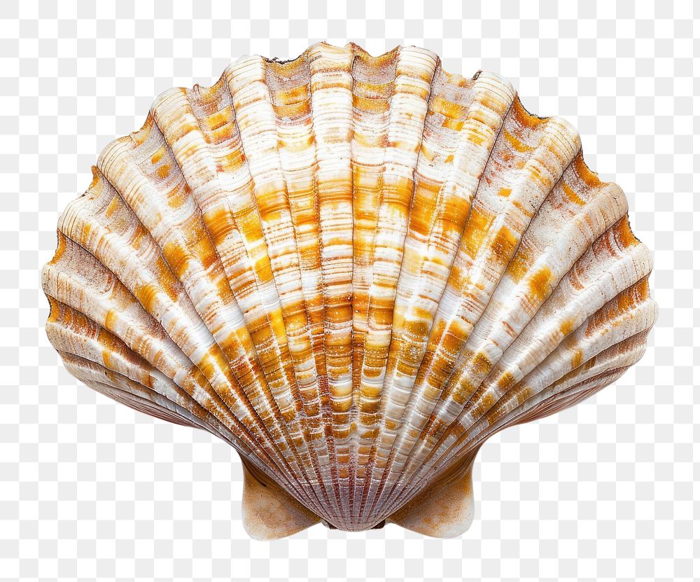 PNG Scallops shell invertebrate seashell | Free PNG - rawpixel
