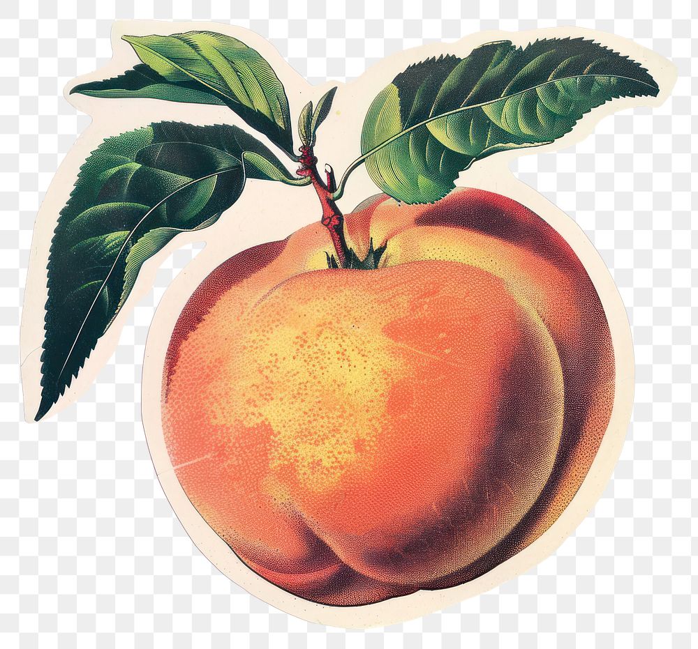 PNG Peach shape collage cutouts | Premium PNG - rawpixel