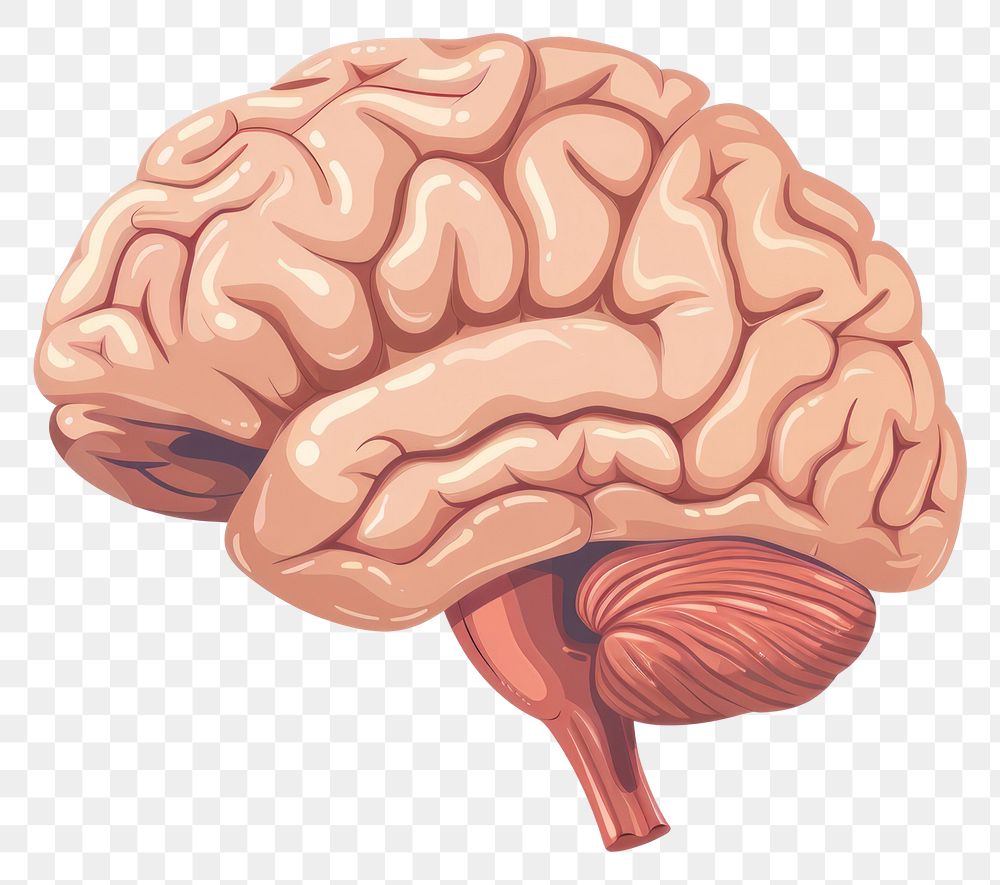 PNG Vegetable produce jacuzzi plant. | Free PNG - rawpixel