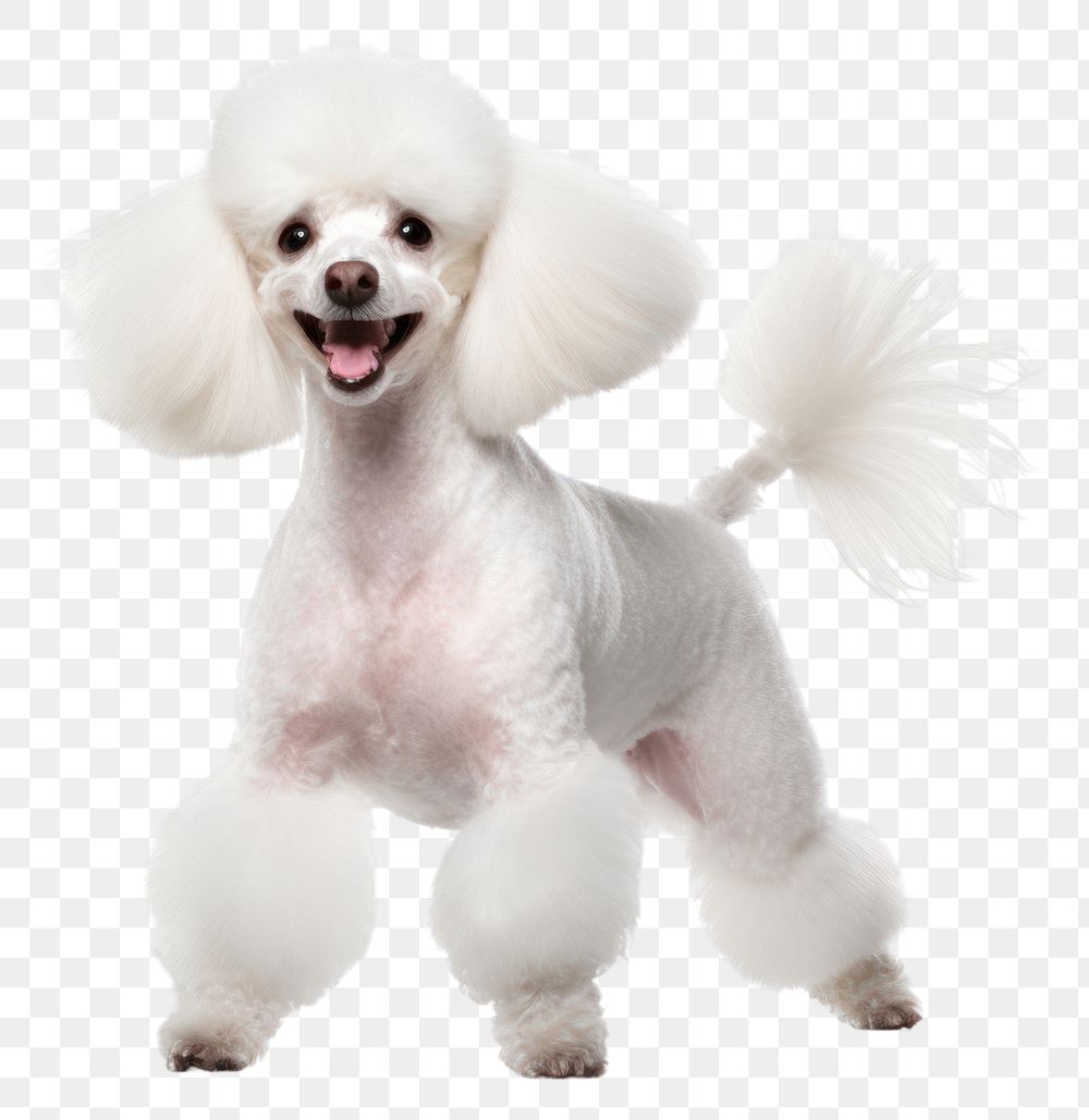 PNG Happy smiling dancing poodle | Premium PNG - rawpixel