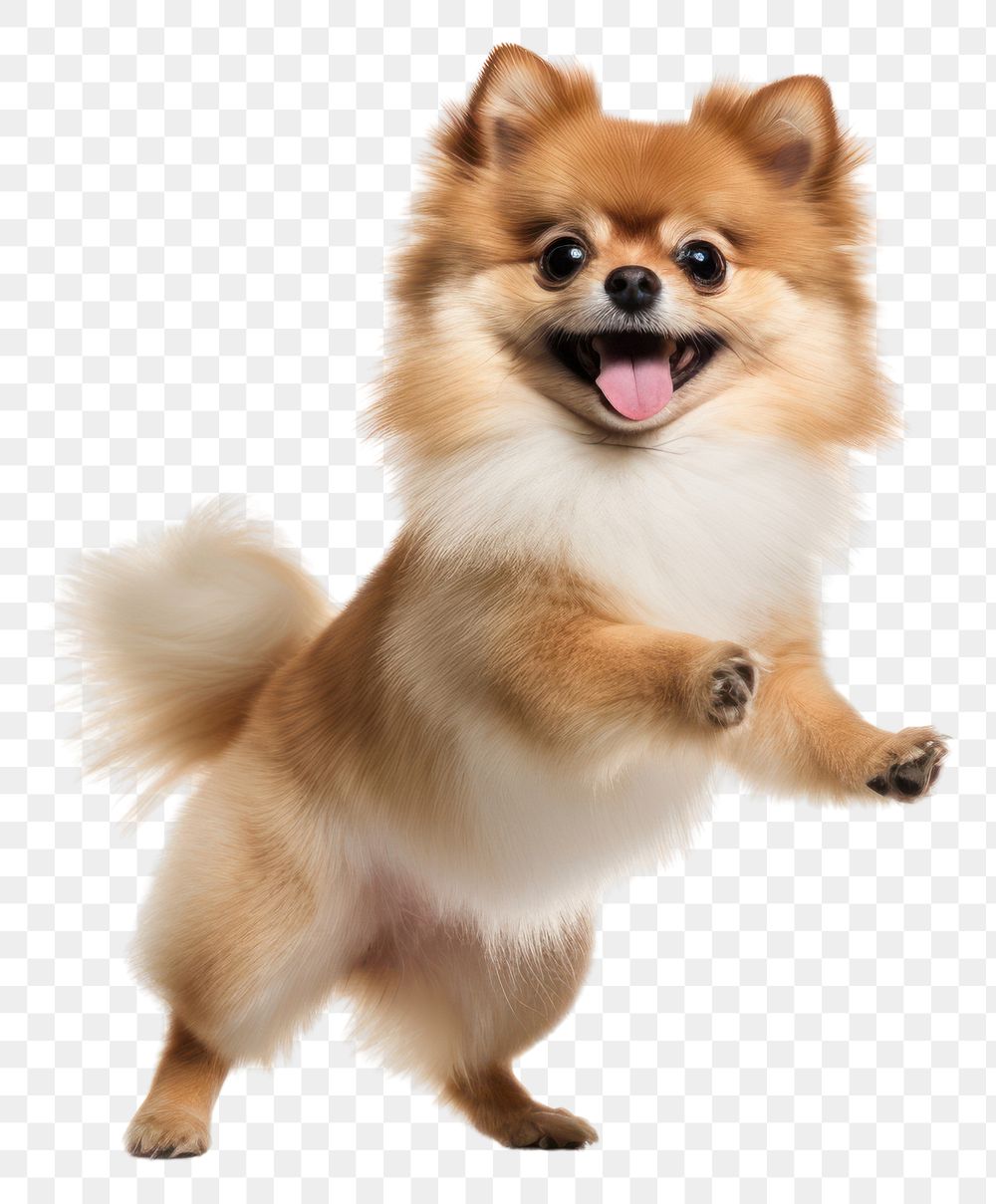 PNG Happy smiling dancing pomeranian | Premium PNG - rawpixel