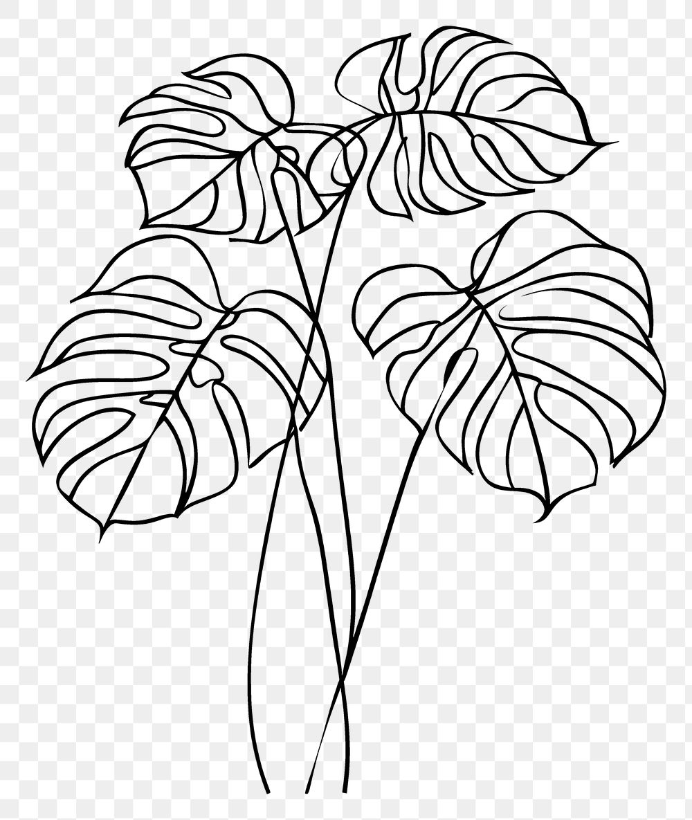 PNG Monstera illustrated drawing sketch. | Premium PNG - rawpixel