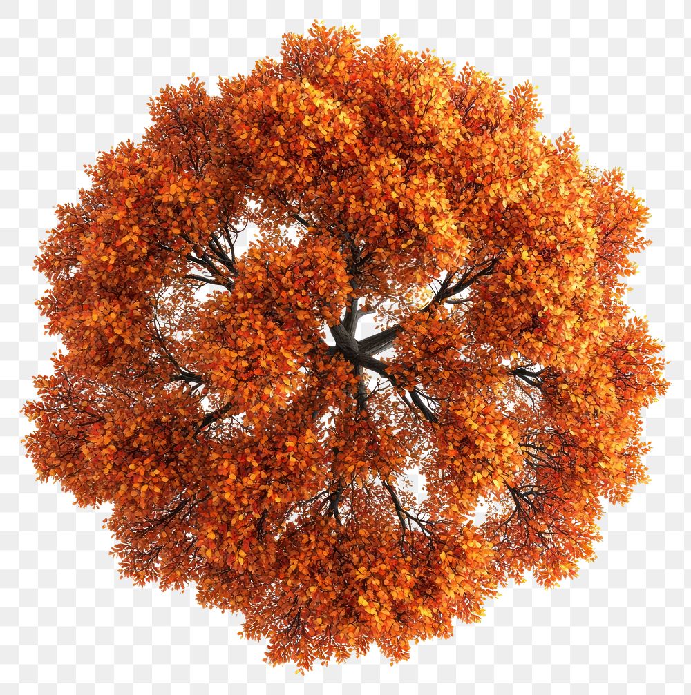 PNG Vibrant autumn tree top | Premium PNG - rawpixel