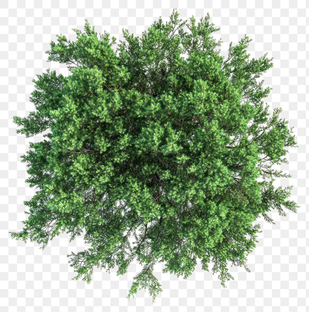 PNG Lush green tree top | Premium PNG - rawpixel