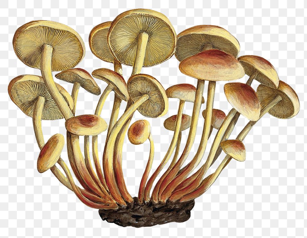 Sulphur tuft fungus png vintage | Free PNG - rawpixel